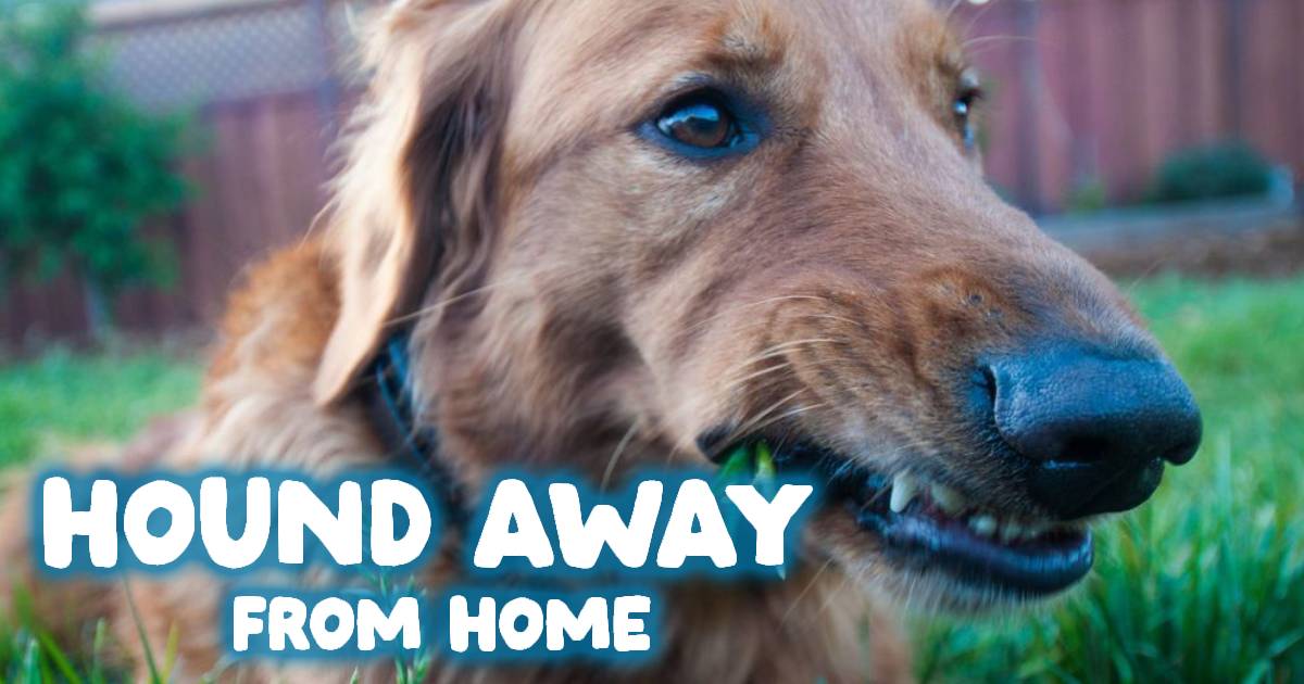 Hound Away From Home - Gallery